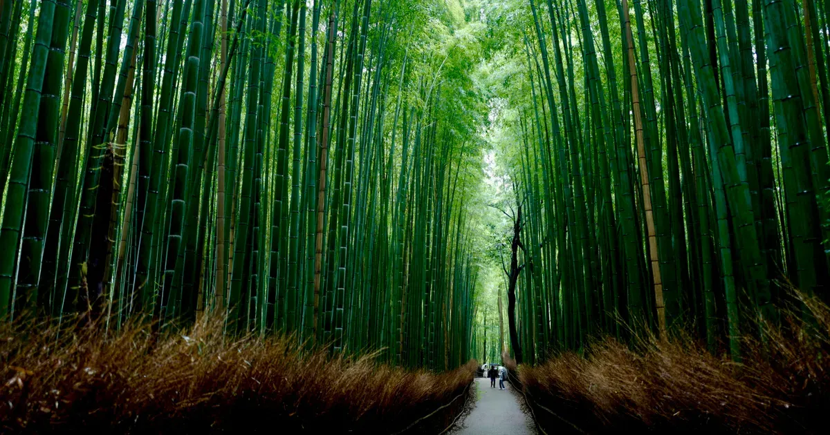 Arashiyama Bamboo Grove (Sagano) — Plan Your Visit